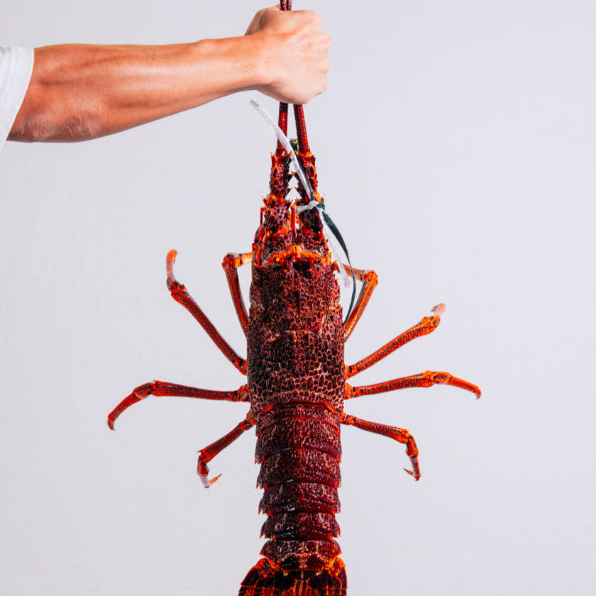 Live Seafood & Fine Meats Market | Avant Marketplace – Avant Seafood Market