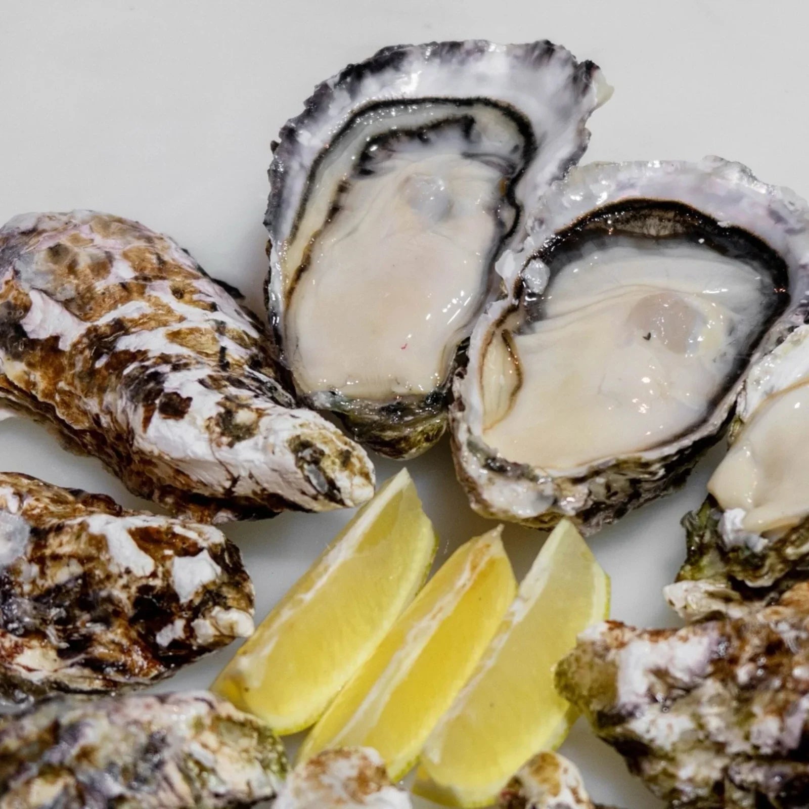Frozen Oysters | | Frozen Seafood | Avant Seafood Singapore – Avant ...