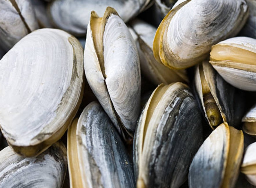 Live Shellfish | Oysters, Clams, Mussels & More | Avant – Avant Seafood ...