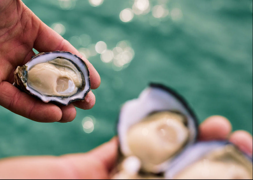 Coffin Bay Oyster | South Australian Live Oysters | Avant Marketplace ...