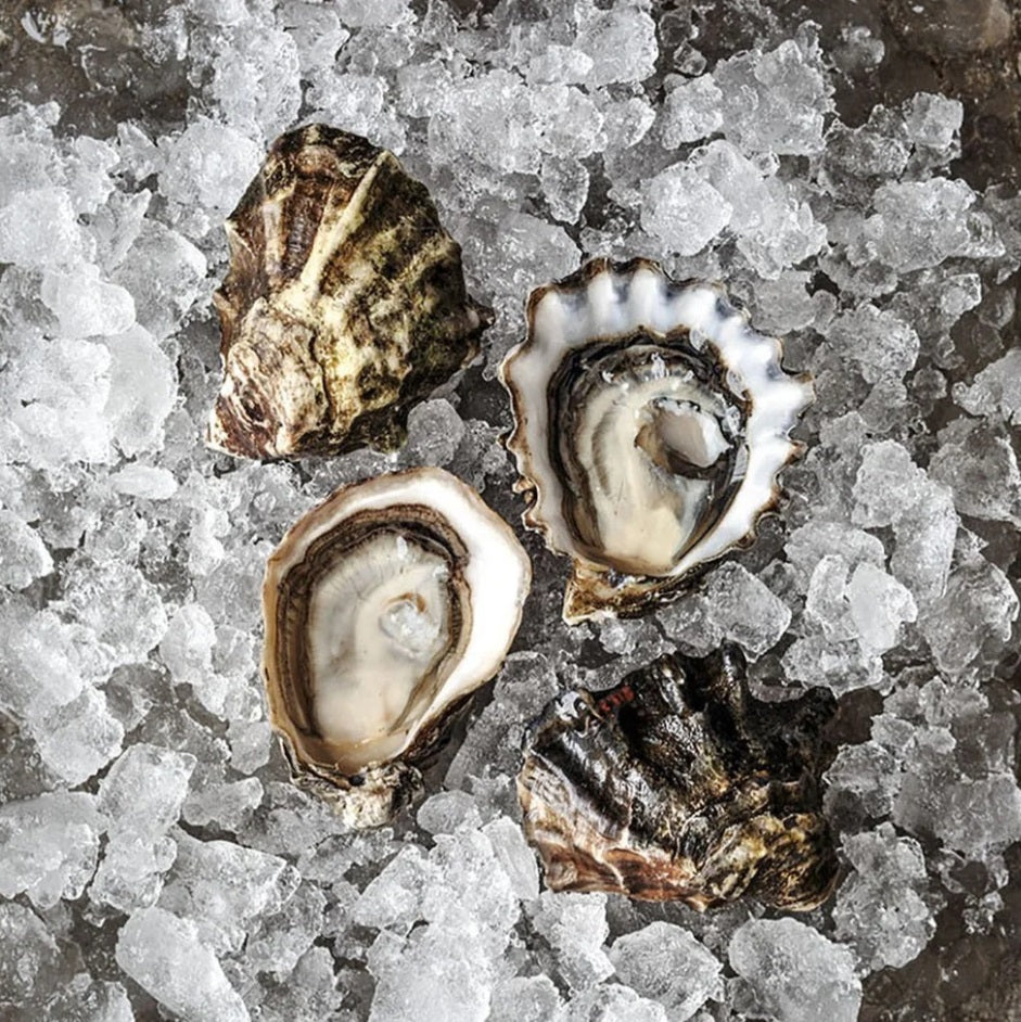 Kumamoto Oysters | Small, Sweet & Creamy | Live Oysters | Avant ...