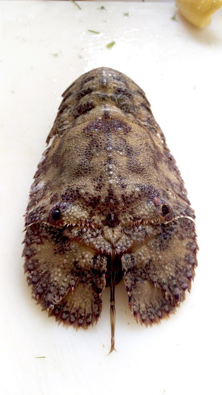 Live Indonesian Black Slipper Lobster | Live Seafood | Avant ...