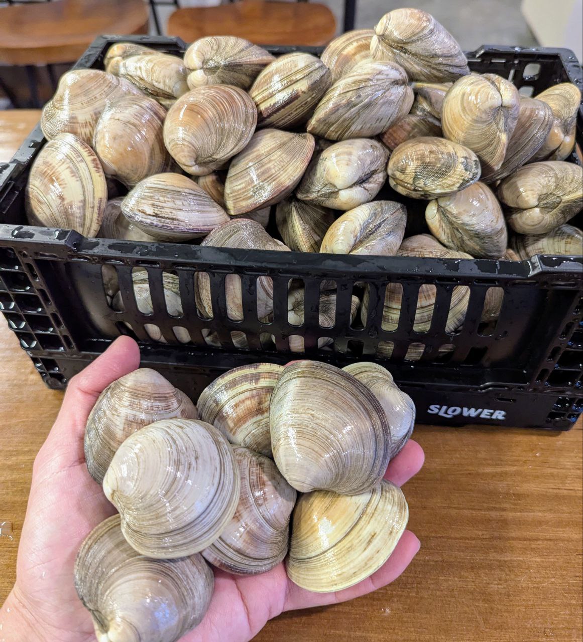 Live Milk Clam | Live Seafood Singapore | Avant Marketplace Singapore ...