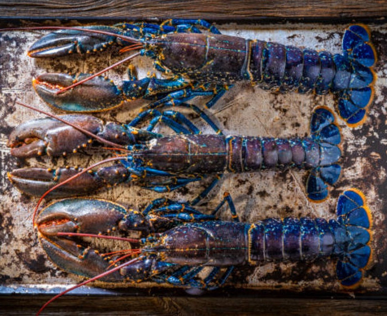 Live Scottish Blue Lobster | Live Seafood Singapore | Avant Marketplace ...