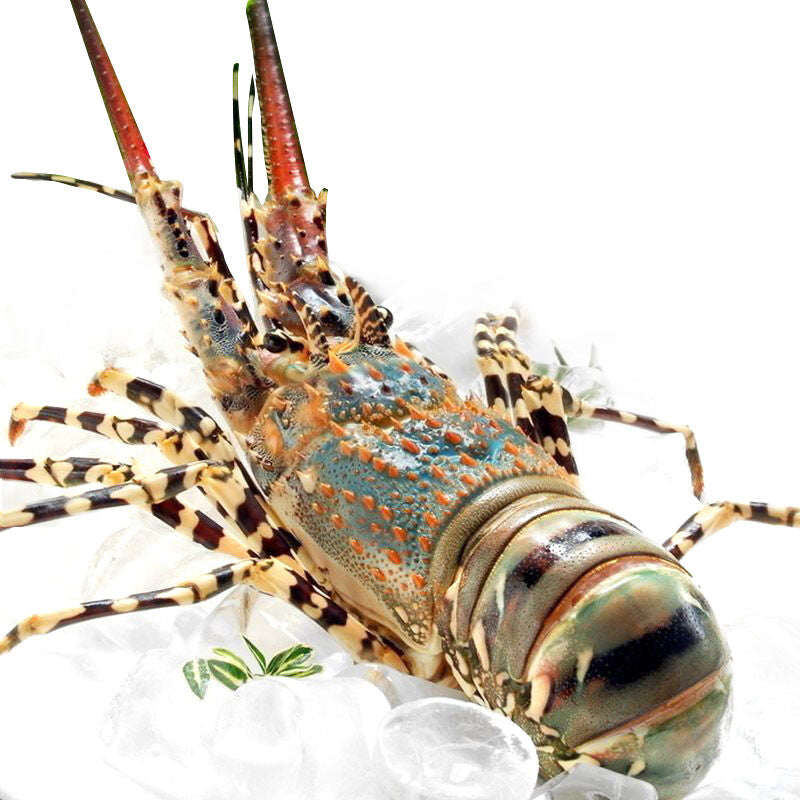Live Green Lobster | Live & Seasonal Seafood | Avant Marketplace ...