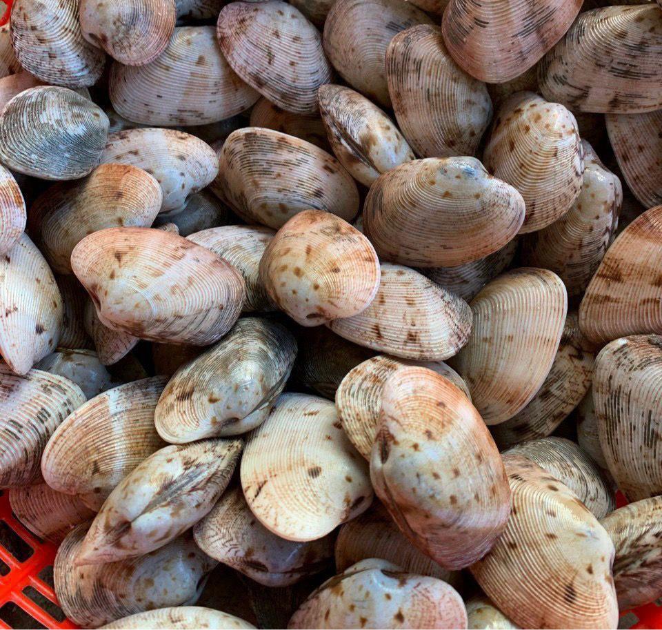 Live Vietnamese Cornshell Clam | Live & Seasonal Seafood | Avant ...