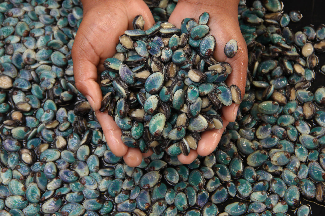 Abagold Abalone | South Africa Abalone in Singapore | Exclusive ...