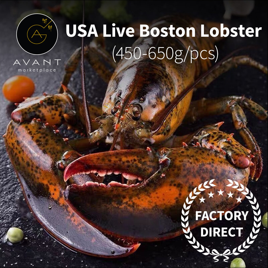 USA Live Boston Lobster 450-650g | Live Seafood | Avant Seafood Market