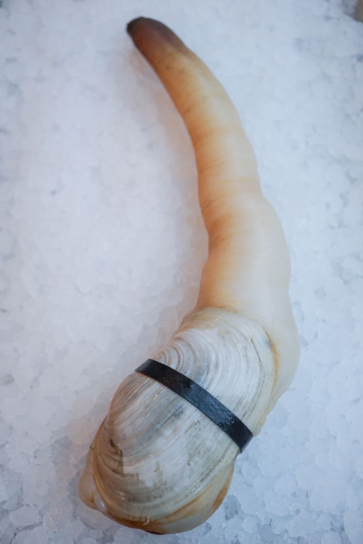 Live Seattle Geoduck | Live Seafood Singapore | Avant Marketplace ...